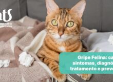 Gato com FeLV? Tudo que você precisa saber se o seu gatinho positivou ...